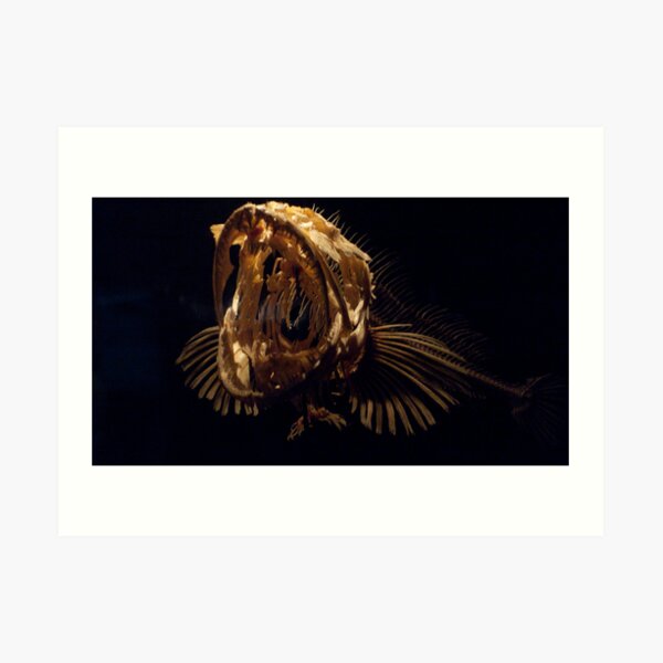 "Lingcod Skeleton" Art Print by pdecocco | Redbubble