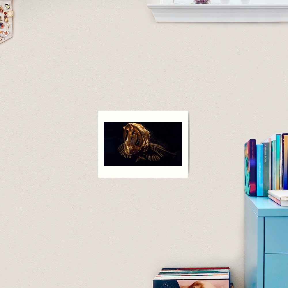 "Lingcod Skeleton" Art Print by pdecocco | Redbubble