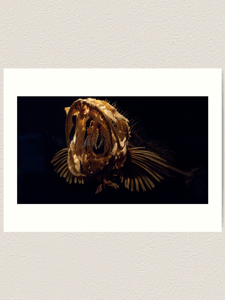 "Lingcod Skeleton" Art Print by pdecocco | Redbubble