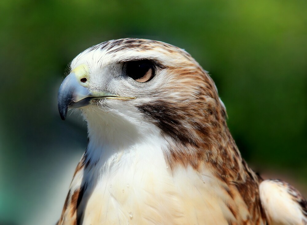 "Beautiful Hawk" by Rosanne Jordan | Redbubble