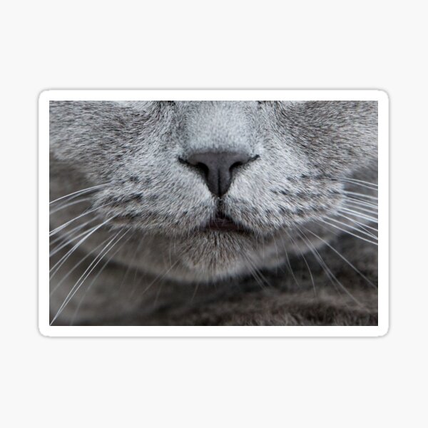 "Cat face" Sticker for Sale by samer11 | Redbubble