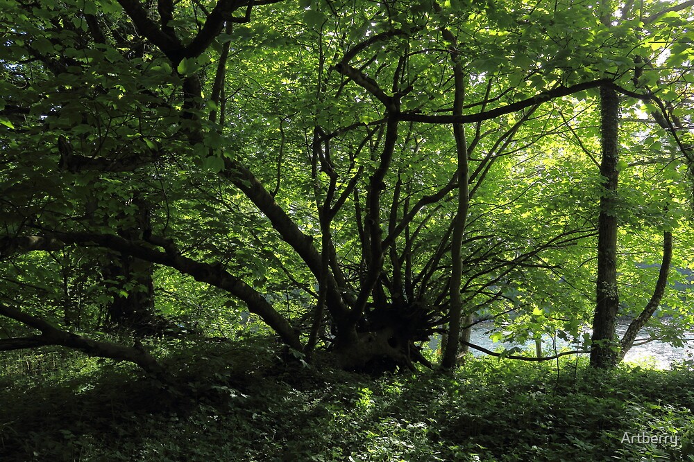 "Unusual Tree, Bute Park, Cardiff, Wales " by Artberry | Redbubble