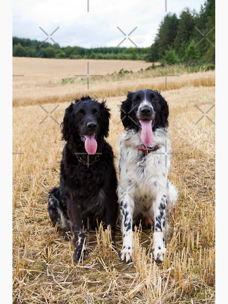 "Gundogs - Quinn and Aran Large Munsterlanders - If you would like to ...