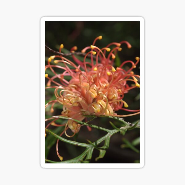 "Grevillea - Superb" Sticker for Sale by bubbleblue | Redbubble