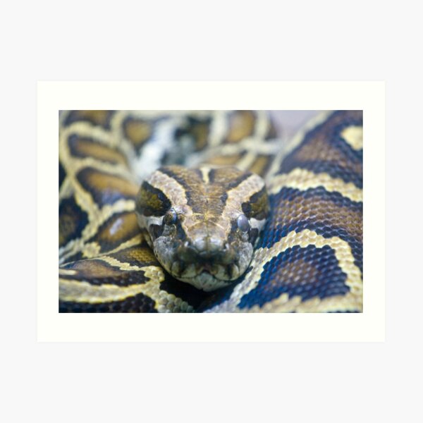 Burmese Python Gifts & Merchandise | Redbubble