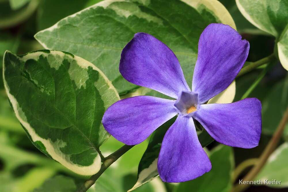 "Vinca Major Flower and Variegated Foliage" by Kenneth Keifer | Redbubble