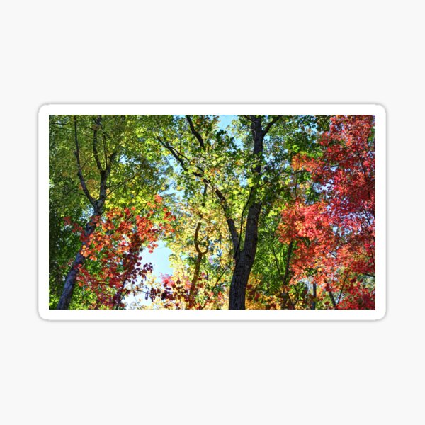 "Fall Foliage" Sticker for Sale by dkaranouh | Redbubble
