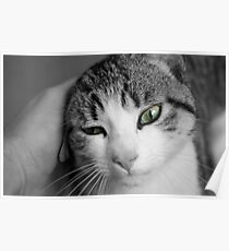 Mog: Gifts & Merchandise | Redbubble