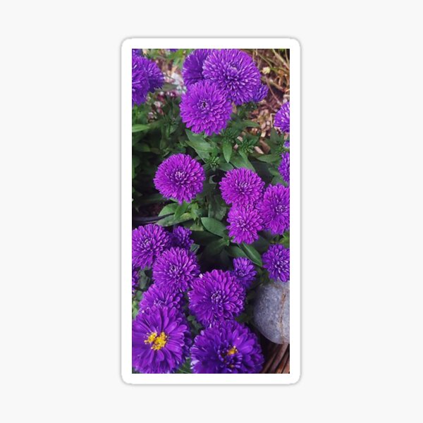 "violet wild flowers" Sticker for Sale by jardinenviolet | Redbubble