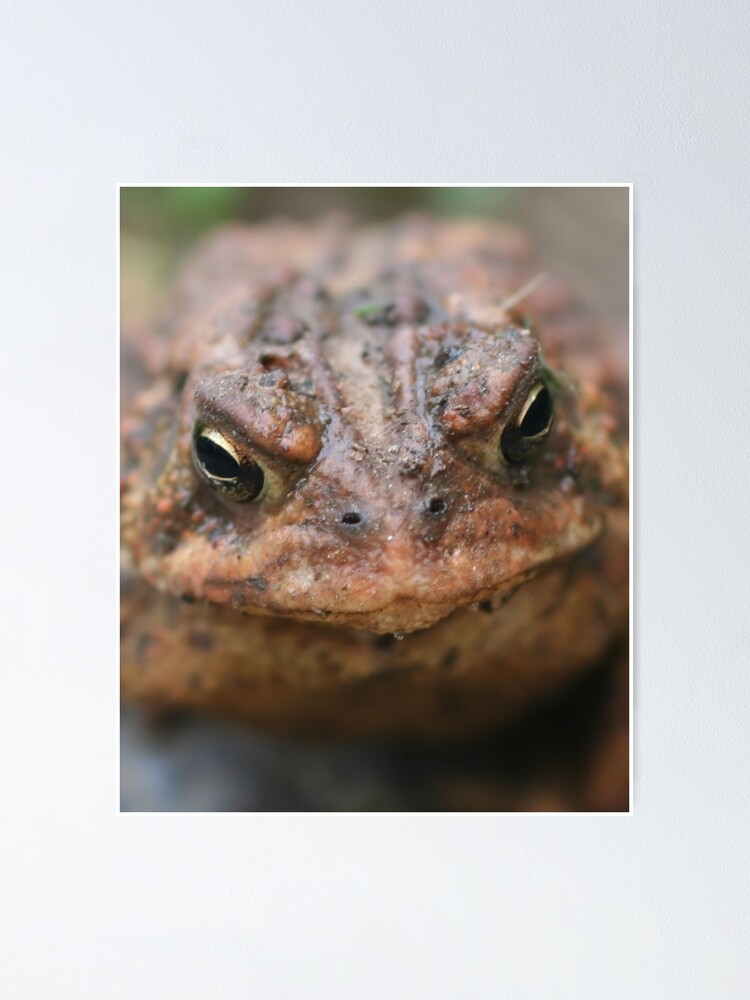 "Toad Face Close Up" Poster by SmilinEyes | Redbubble