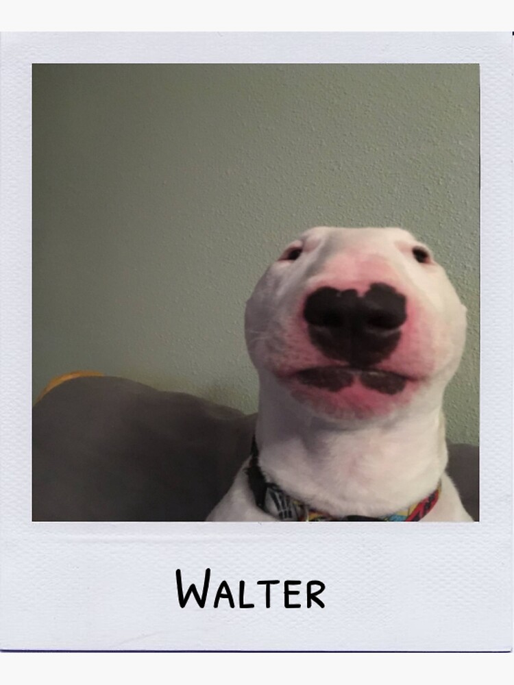 "Polaroid of Walter dog meme" Poster for Sale by Mushroom-Gorge | Redbubble