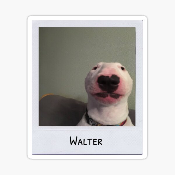 "Polaroid of Walter dog meme" Sticker for Sale by Mushroom-Gorge ...