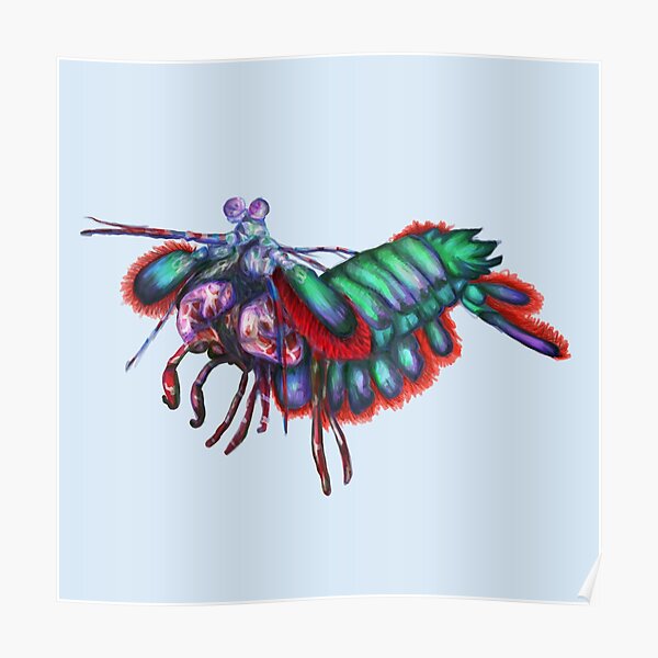"Peacock mantis shrimp" Poster for Sale by StudioCorvid | Redbubble