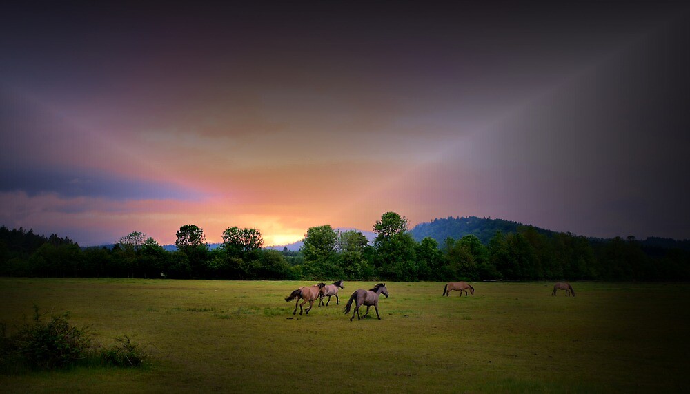 "Kiger Mustangs On The Run" by Charles & Patricia Harkins ~ Picture ...