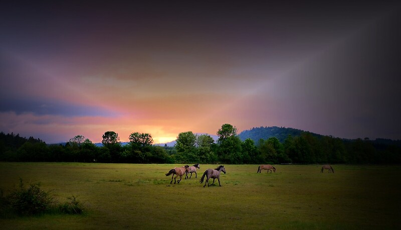 "Kiger Mustangs On The Run" by Charles & Patricia Harkins ~ Picture ...