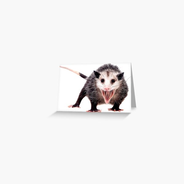 "Possum Scream - opossum" Greeting Card for Sale by bpdandchill | Redbubble