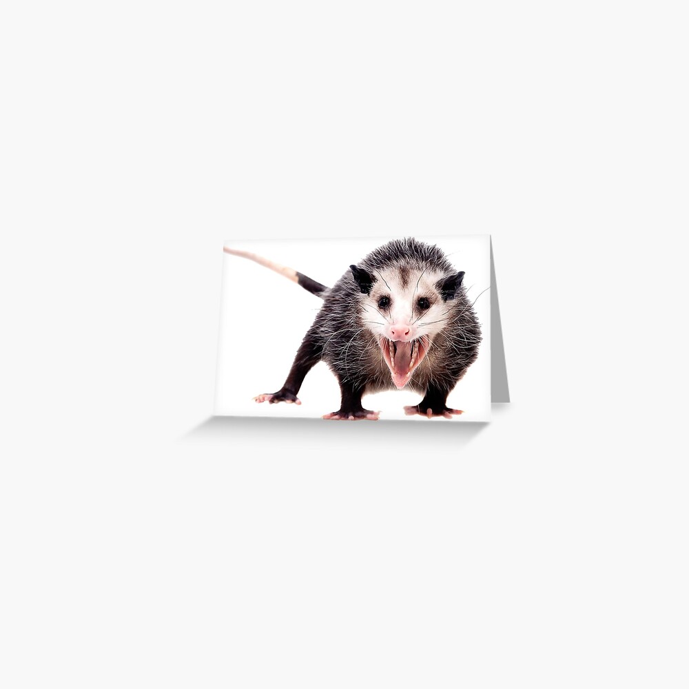 "Possum Scream - opossum" Greeting Card for Sale by bpdandchill | Redbubble