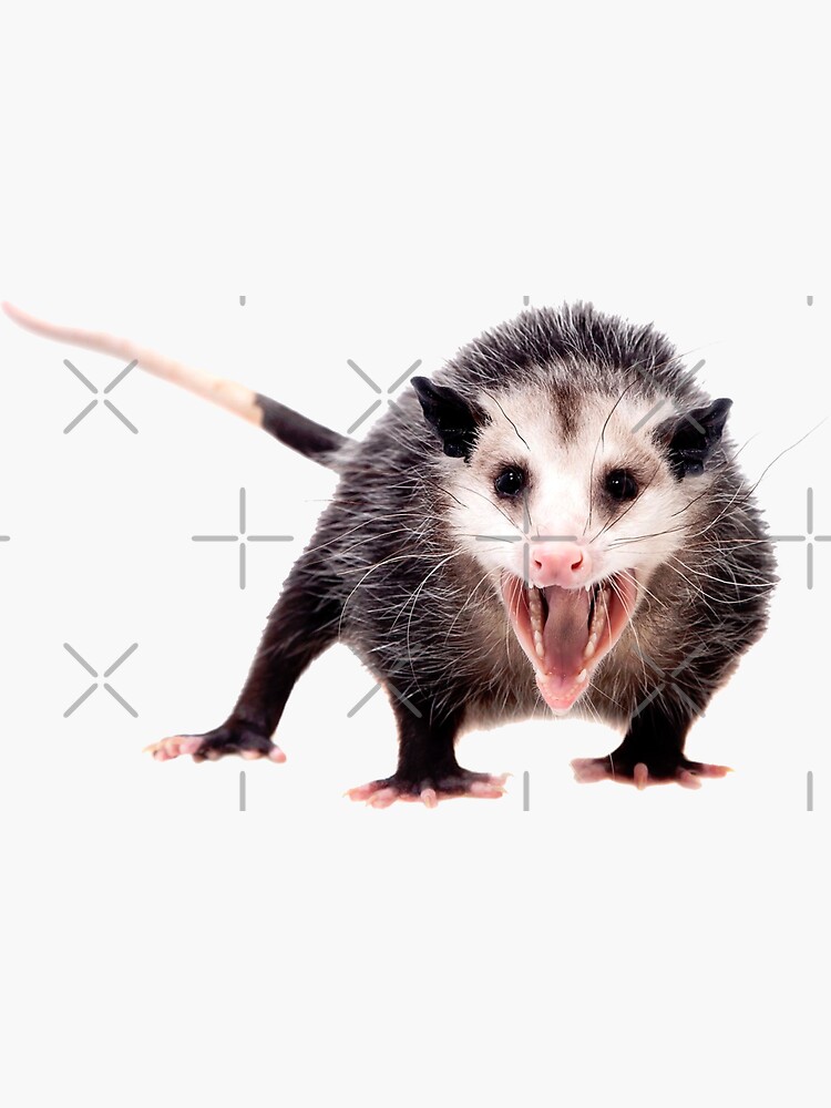"Possum Scream - opossum" Sticker for Sale by bpdandchill | Redbubble