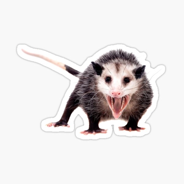 "Possum Scream - opossum" Sticker for Sale by bpdandchill | Redbubble