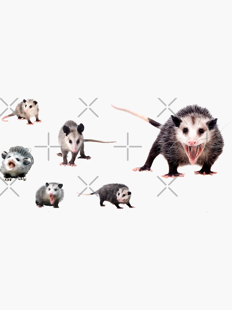 "Possum Sticker Sheet - Opossum" Sticker for Sale by bpdandchill ...