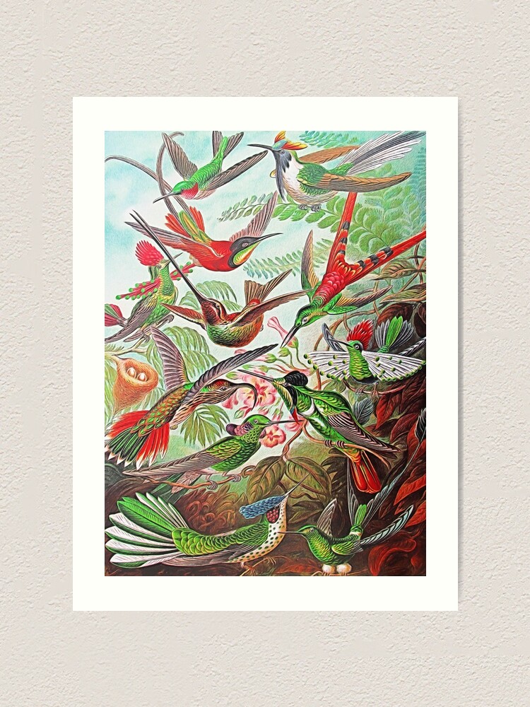 "Plants & Animals, humming bird, rainforest, hummingbirds, psychedelic ...