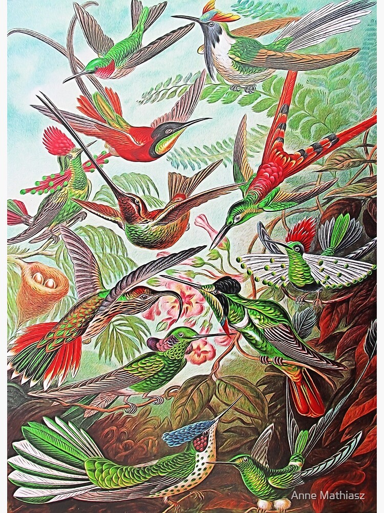 "Plants & Animals, humming bird, rainforest, hummingbirds, psychedelic ...