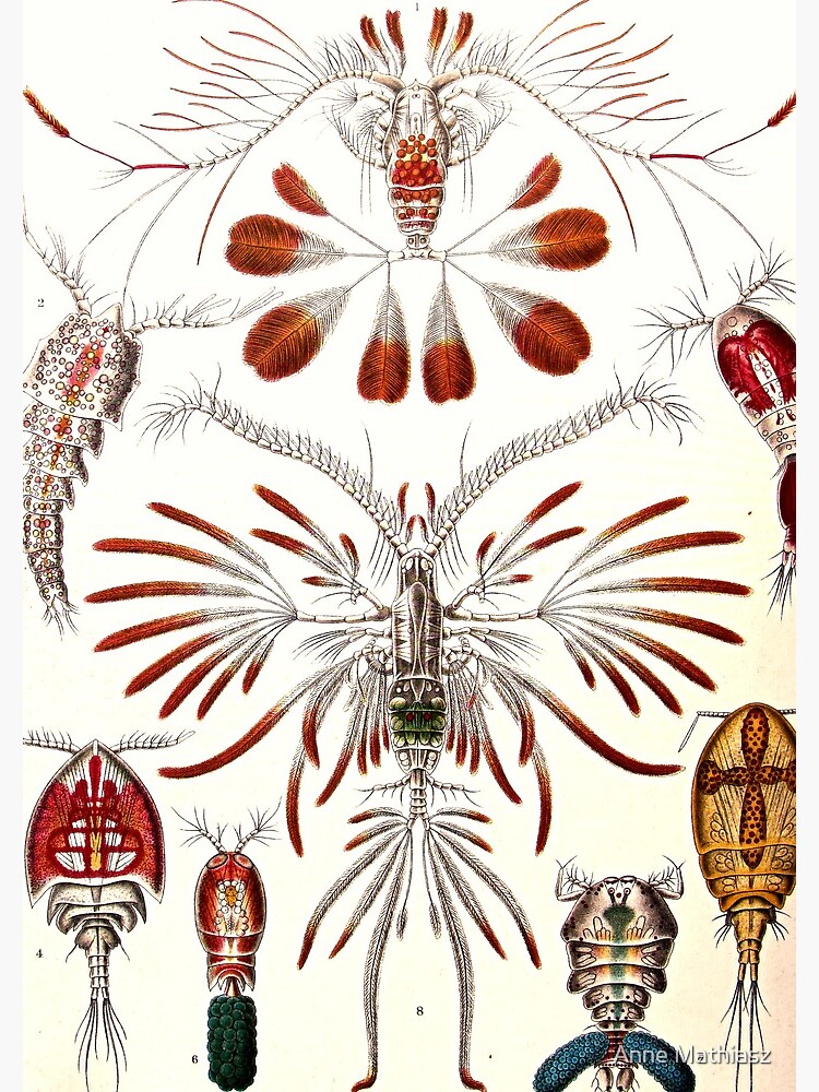 "Plants & Animals, ocean, sea creature, Copepods, crabs, marine ...