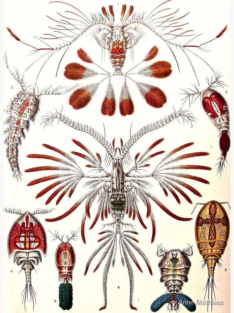 "Plants & Animals, ocean, sea creature, Copepods, crabs, marine ...