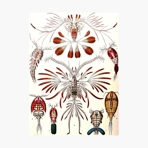 "Plants & Animals, ocean, sea creature, Copepods, crabs, marine ...