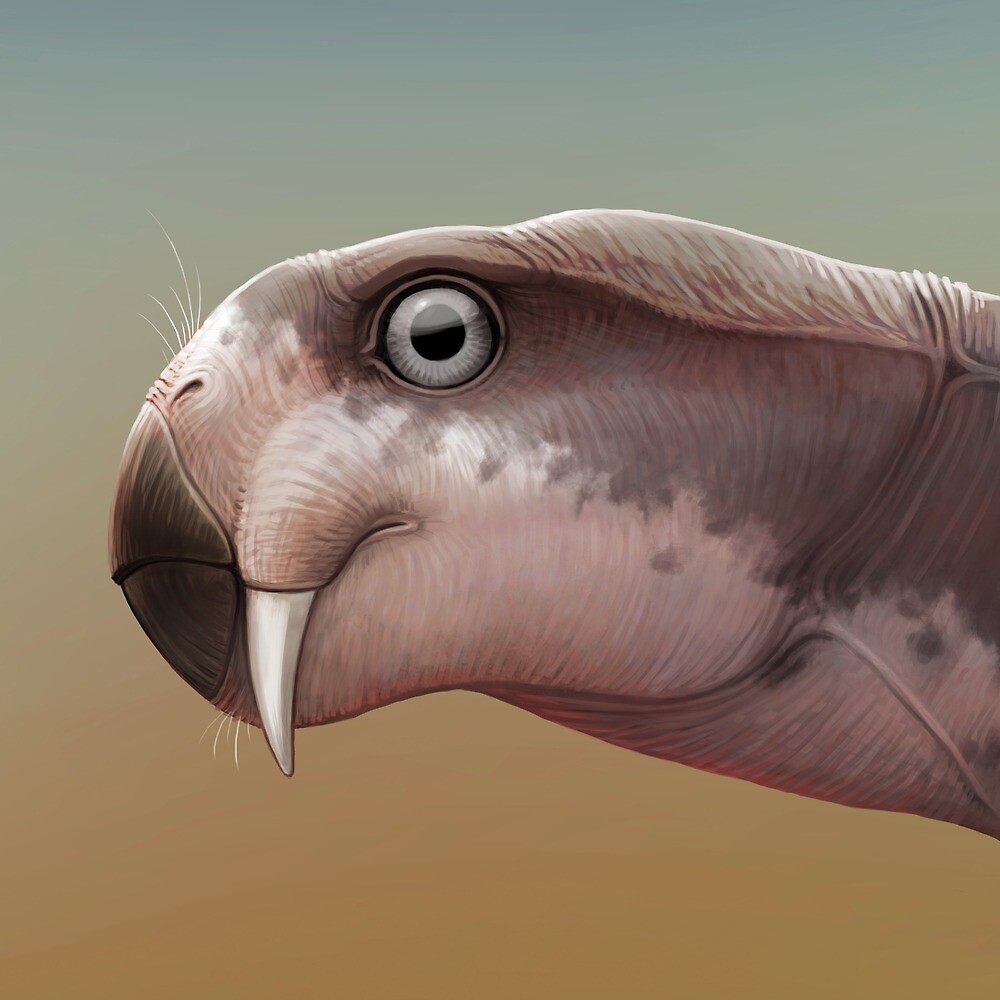 Diictodon By Amaruuk Redbubble