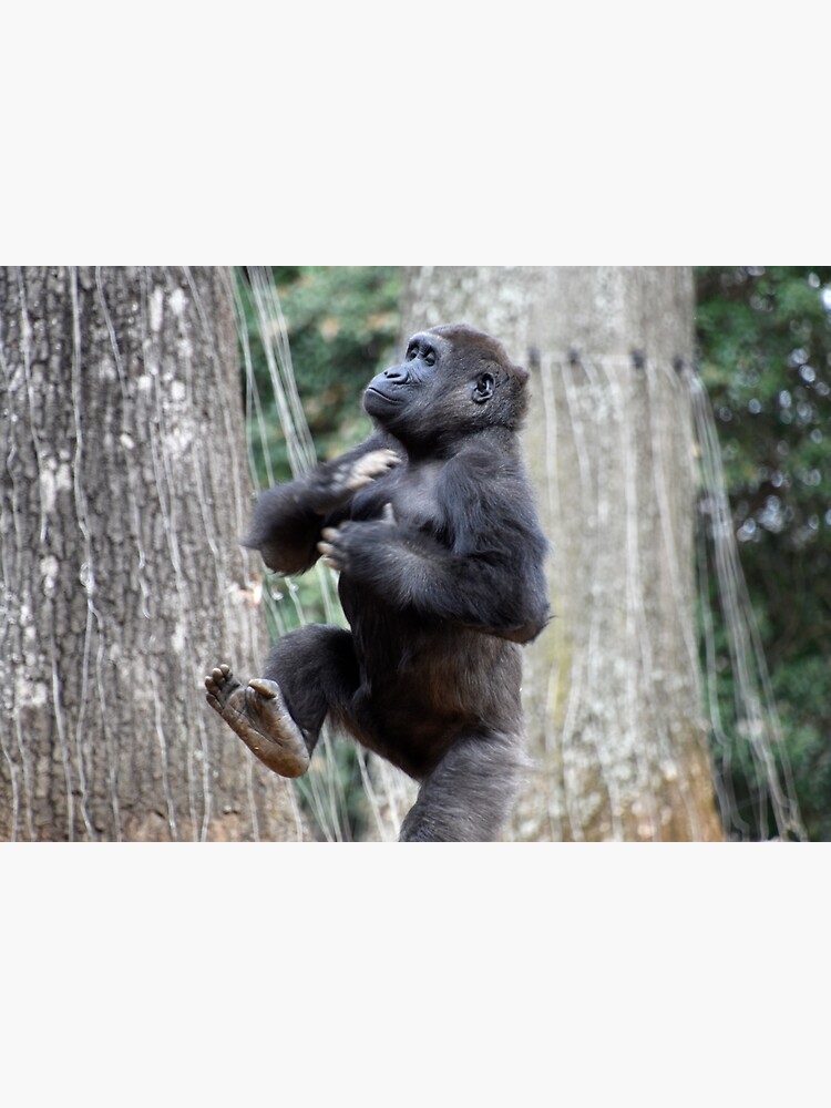 "Gorilla Anaka at Zoo Atlanta" Sticker for Sale by kariek17 | Redbubble