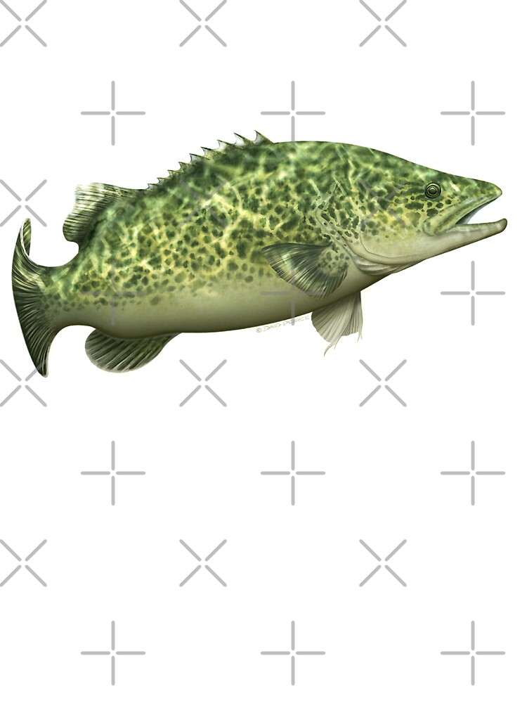 "Murray Cod" Kids T-Shirt for Sale by David Pearce | Redbubble