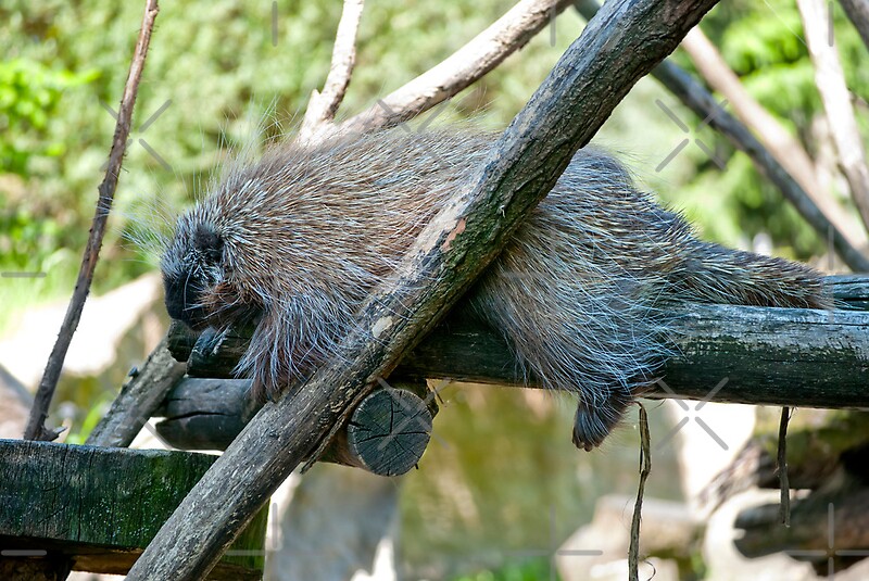 "New World Porcupine" by Vac1 | Redbubble