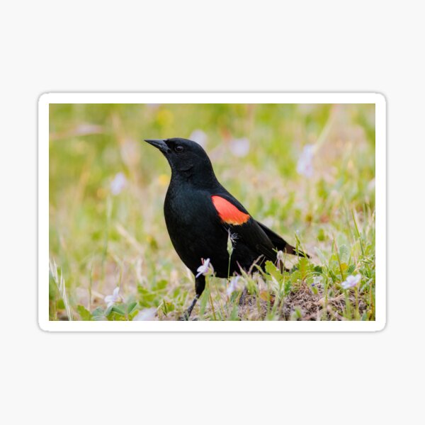 "Animals, corbo" Sticker by treza7 | Redbubble