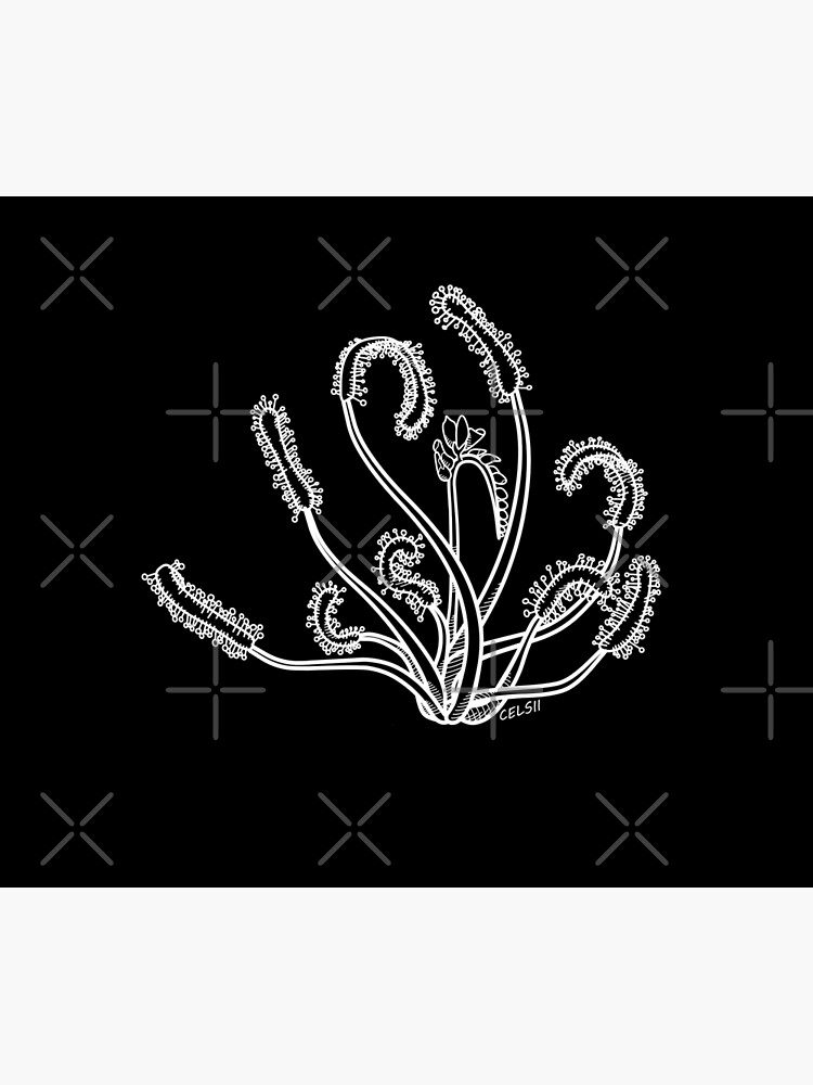 Lámina fotográfica «Drosera Capensis Planta carnívora Cape Sundew Gift ...