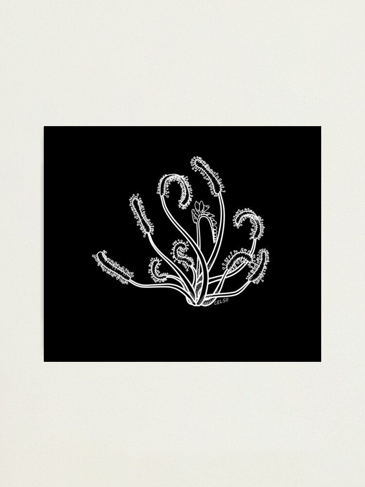Lámina fotográfica «Drosera Capensis Planta carnívora Cape Sundew Gift ...