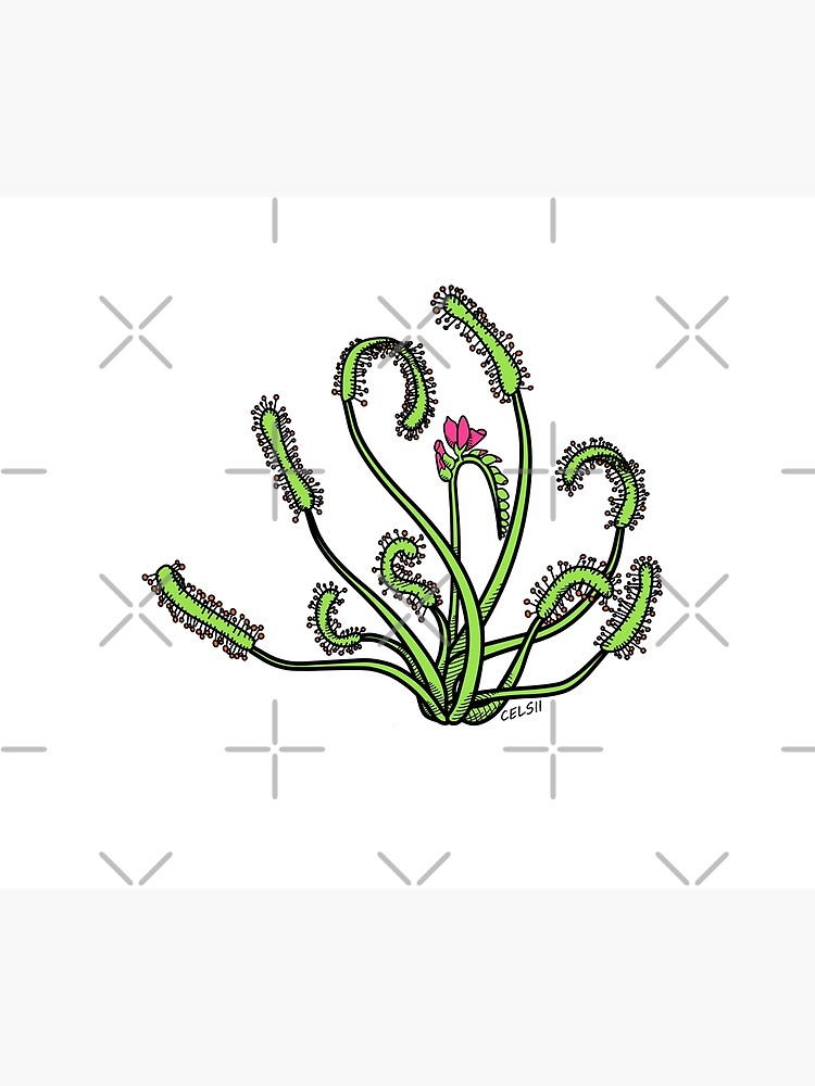 "Drosera Capensis with Flower Carnivorous plant Cape Sundew Gift ...