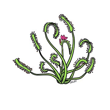 "Drosera Capensis with Flower Carnivorous plant Cape Sundew Gift ...