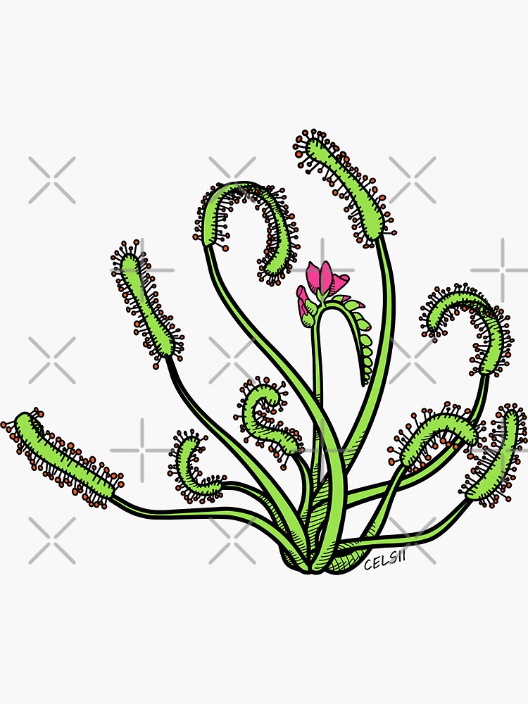 "Drosera Capensis with Flower Carnivorous plant Cape Sundew Gift ...
