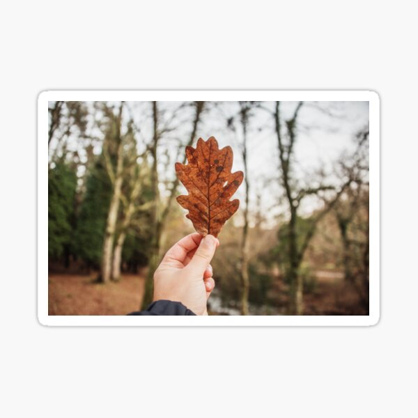 "Oak tree leaf" Sticker for Sale by MarioGuti | Redbubble