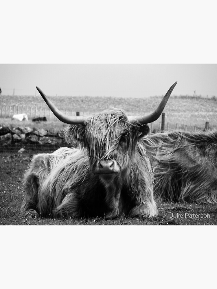 "Highland Coo on the Island of Tiree" Framed Art Print for Sale by ...