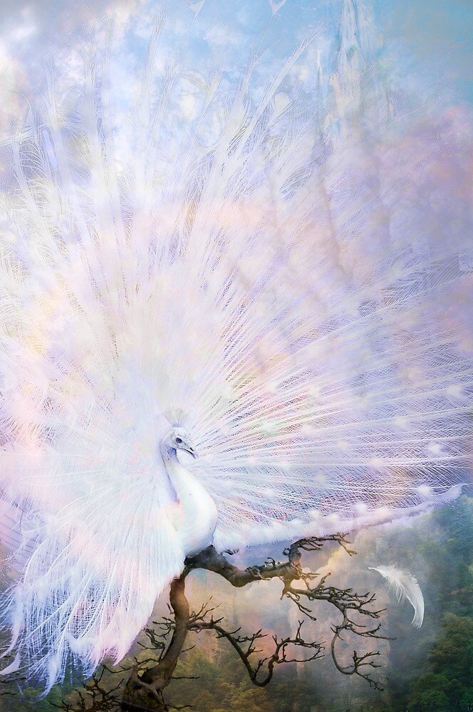 "Caspar Shining, Melek Taus" by cjphotog | Redbubble