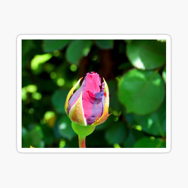 "Red Rose Bud" Sticker for Sale by branaghbel | Redbubble