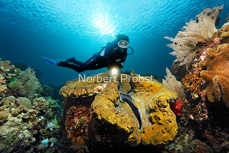 "Killer Clam" by Norbert Probst | Redbubble