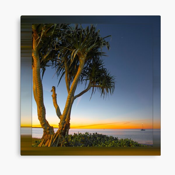 Pandanus Canvas Prints | Redbubble