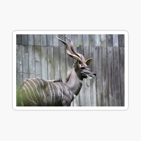 "Lesser Kudu at the National Zoo" Sticker by kariek17 | Redbubble