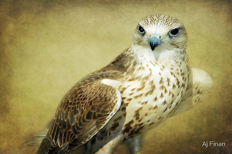 "The Saker Falcon Stare" by Aj Finan | Redbubble