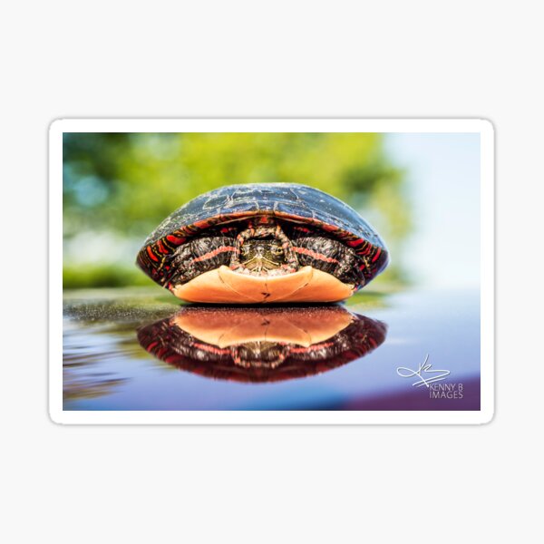 "Reflecting " Sticker by KennyBImages899 | Redbubble