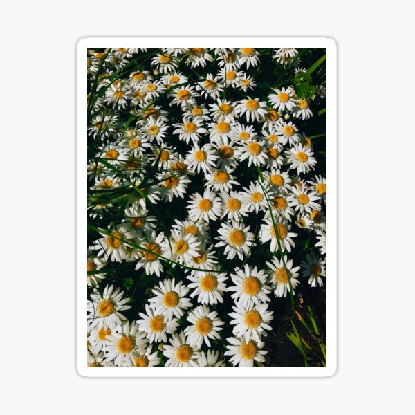 "Field of Oxeye Daisies" Sticker for Sale by offman | Redbubble