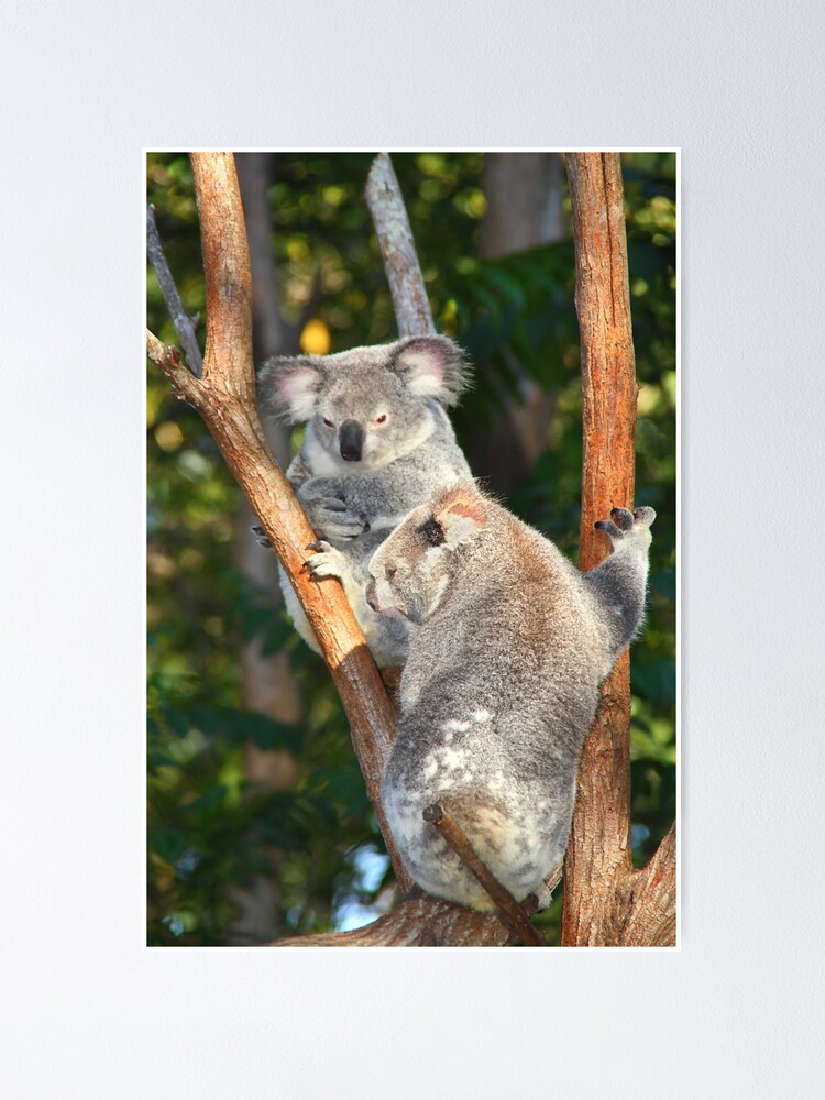 "Australian Koalas" Poster for Sale by Carole-Anne | Redbubble